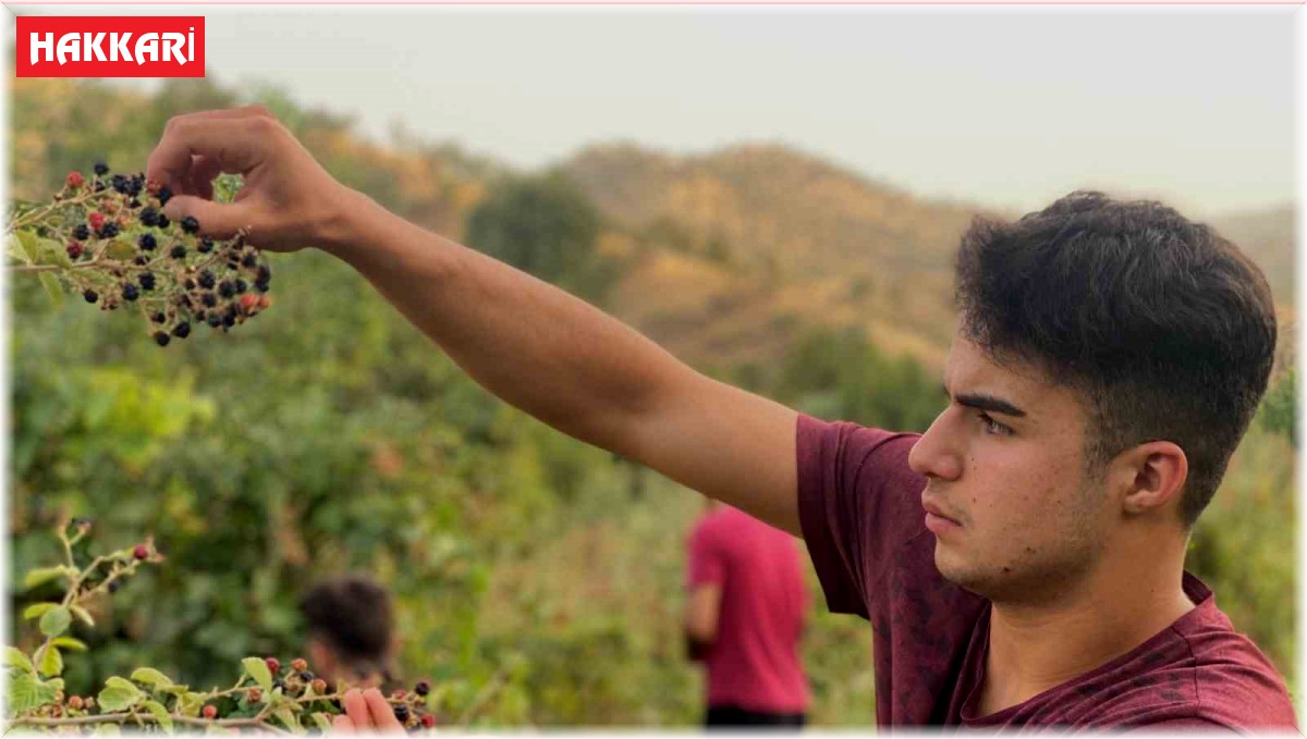Derecik'te böğürtlen toplama sezonu başladı - Hakkari Haberleri