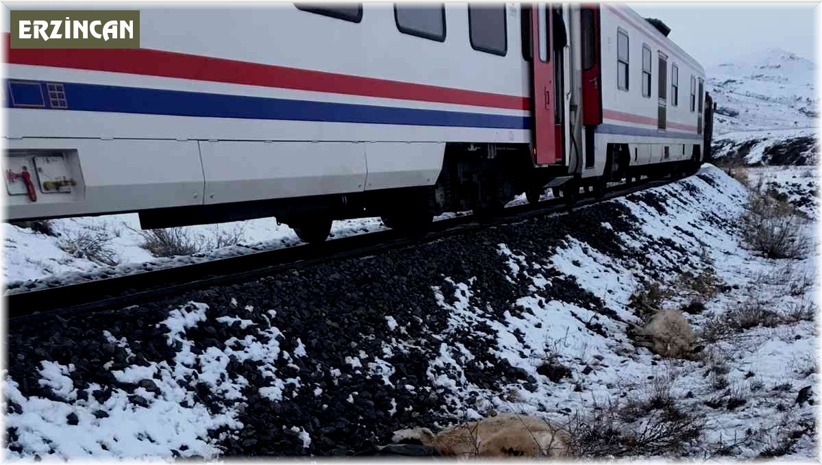 Erzincan'da trenin çarptığı çoban öldü - Erzincan Haberleri