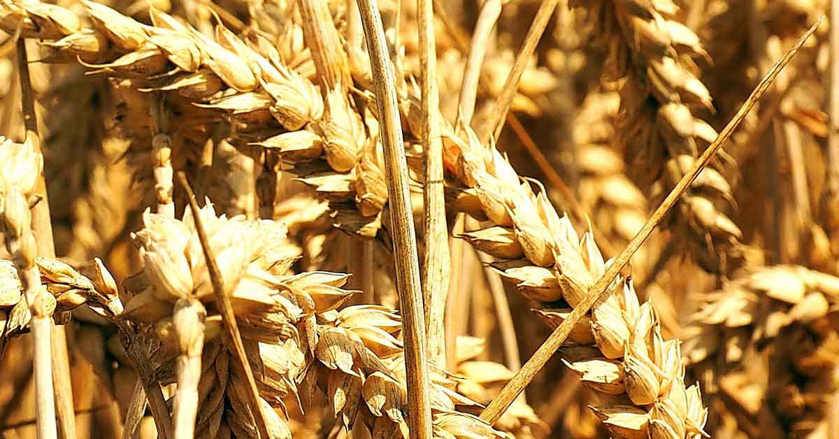 Rüyada Buğday Görmek Nedir? Buğday Tarlası Görmek Ne Anlama Gelir?